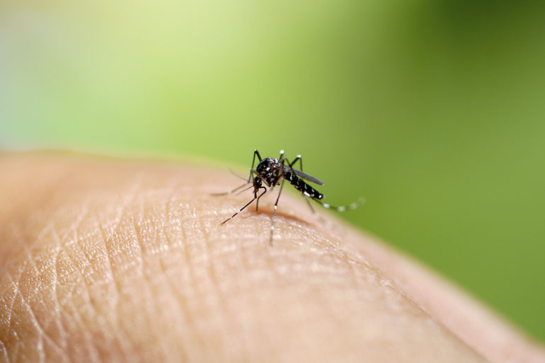 Genetically Engineered Mosquitoes Split A Straw-Poll Vote In The ...