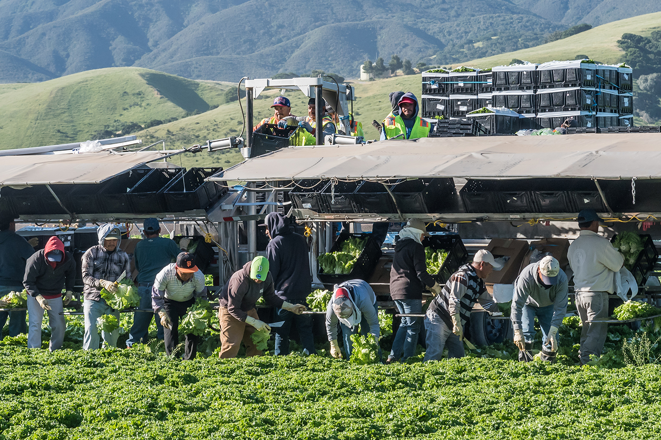 Health Risks To Farmworkers Increase As Workforce Ages - KFF Health News