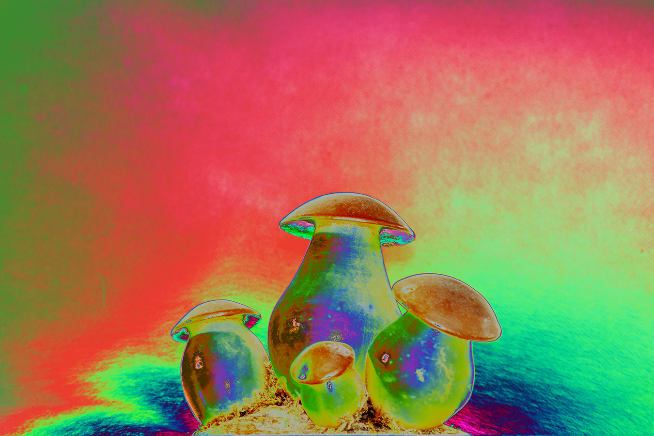 First, Marijuana. Are Magic Mushrooms Next? - KFF Health News