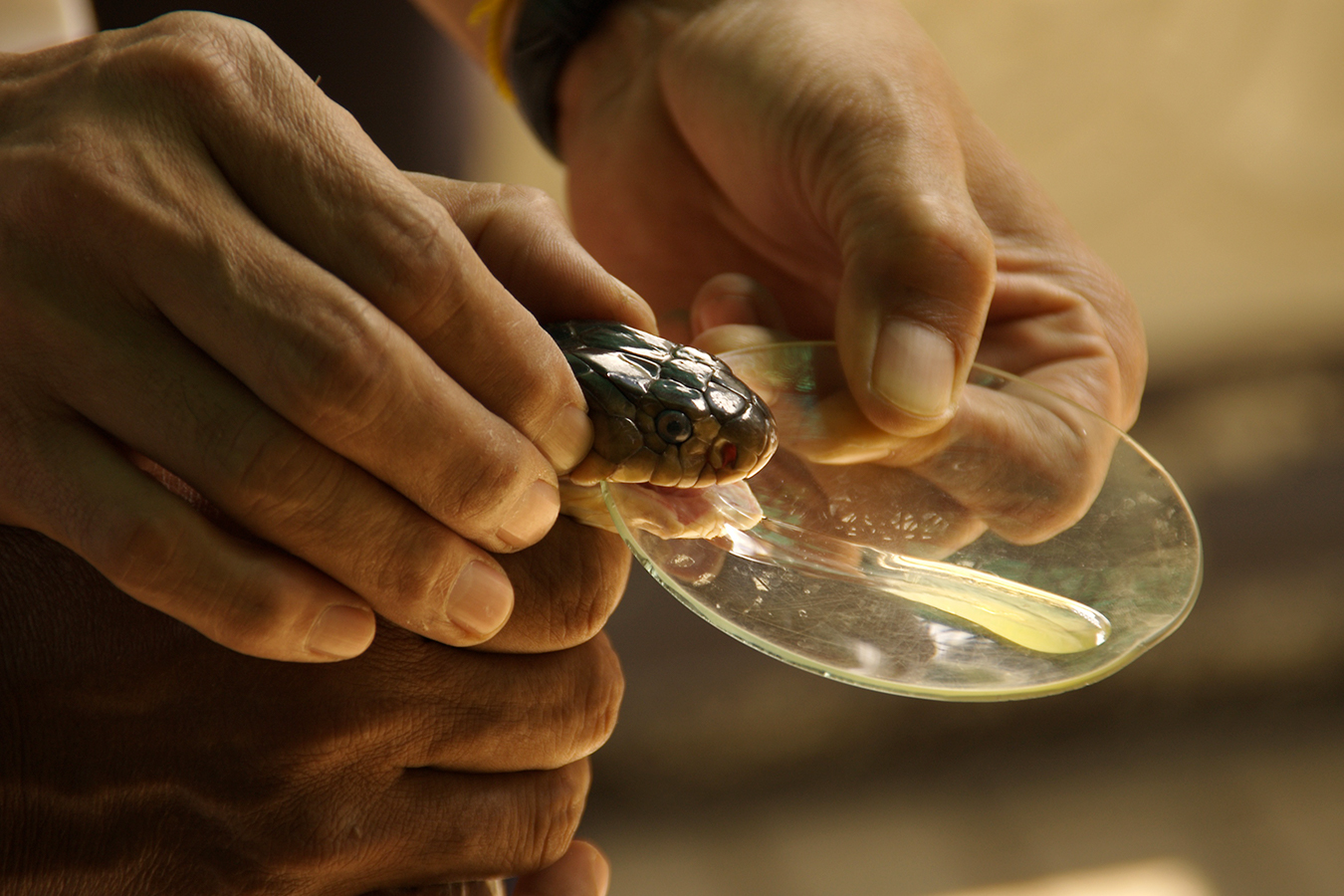 Price Of Snakebite Drug Is Sky High, But New Competitor Unlikely To ...