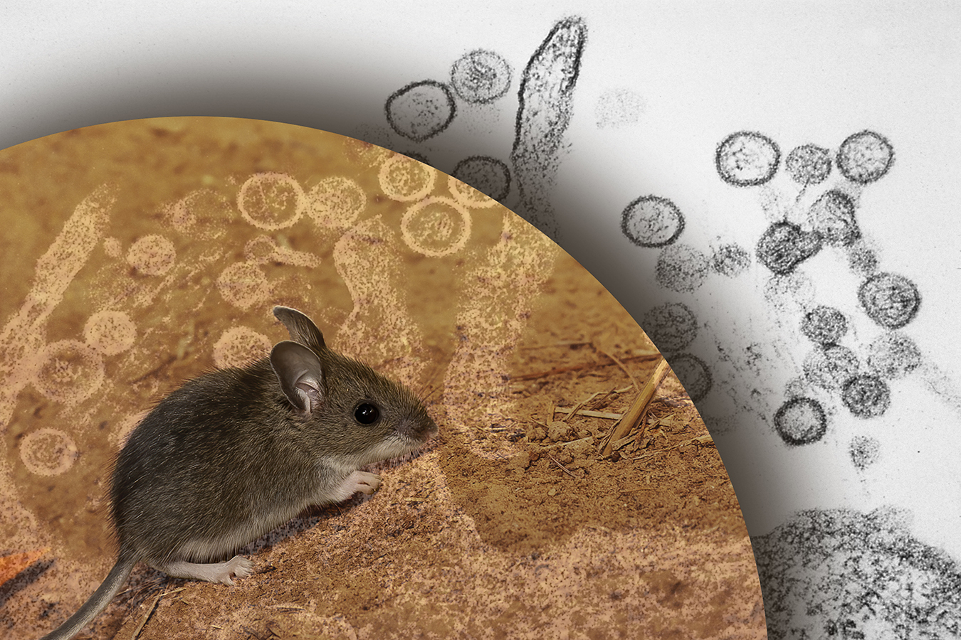 Montana Mice May Hold the Secret to Virus Spillover - KFF Health News
